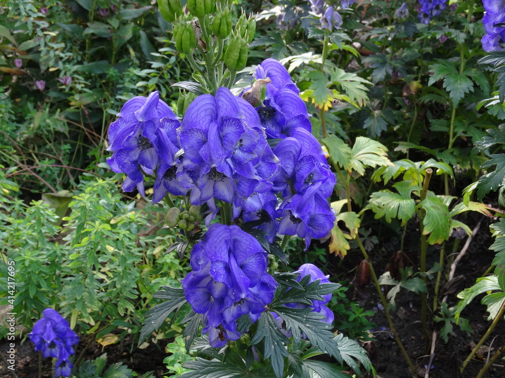 Aconitum also known as aconite, monkshood, wolf's-bane, leopard's bane ...