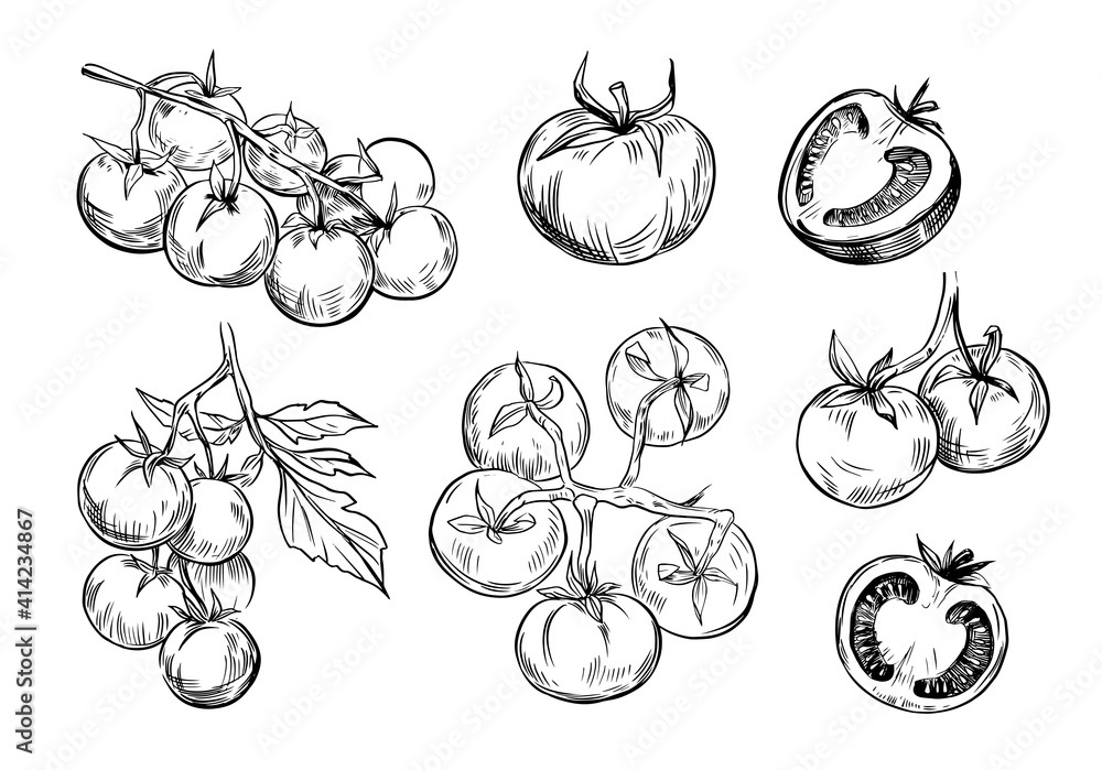 Tomato sketch. Line art. Set illustrations. Black vector outline on ...