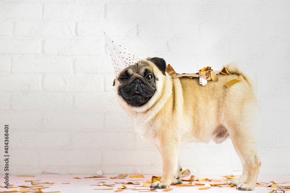 Wink pug dog on birthday party . background with confetti , copy spase ...