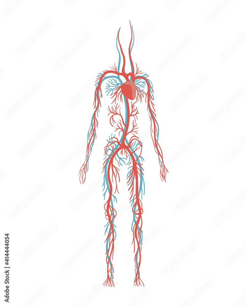 Circulatory system. illustration of woman blood vessel diagram. Human ...