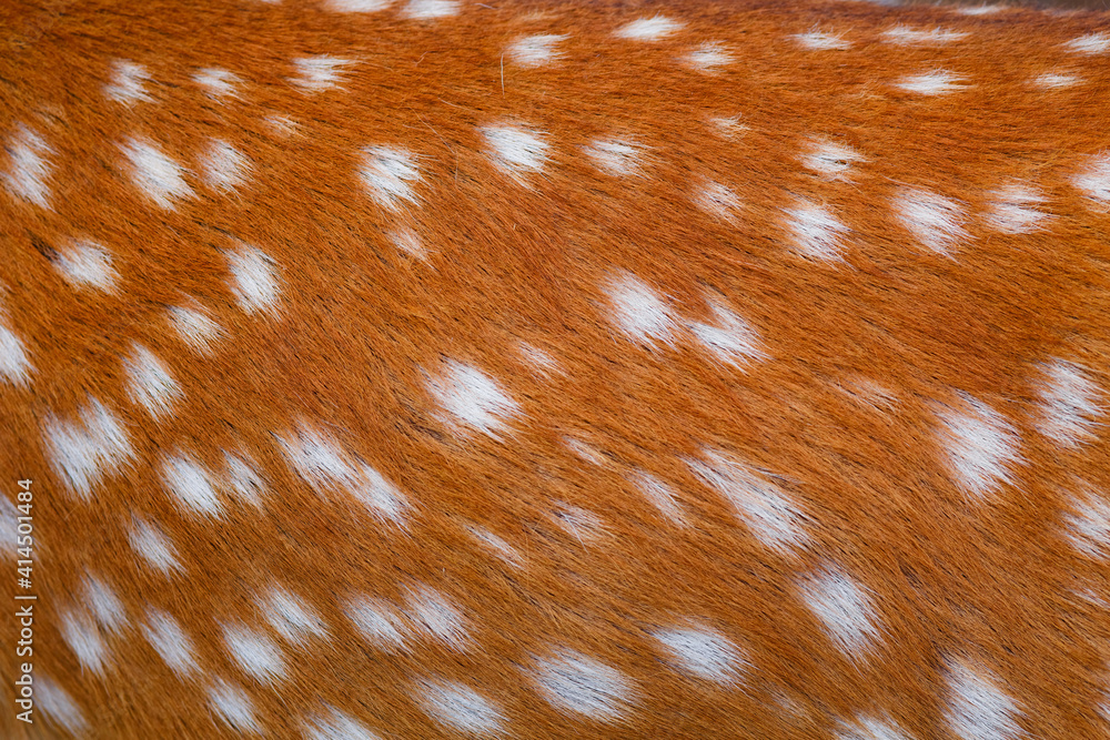 deer fur pattern name