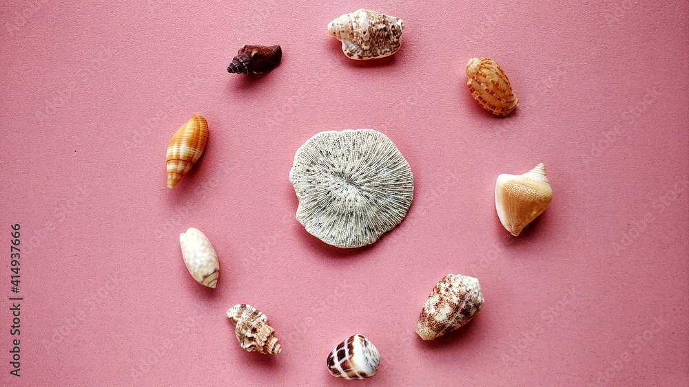 Sea animal shells, nature concept suitable for backgrounds and ...