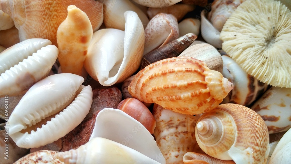 Foto de Stock Sea animal shells, nature concept suitable for ...