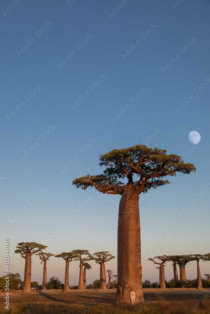 Remote view of person leaning on trunk of tall baobab tree growing ...
