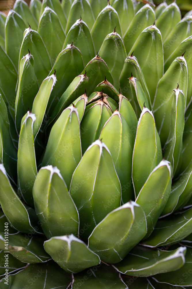 Royal agave plant macro photography in a botanical garden. Green ...