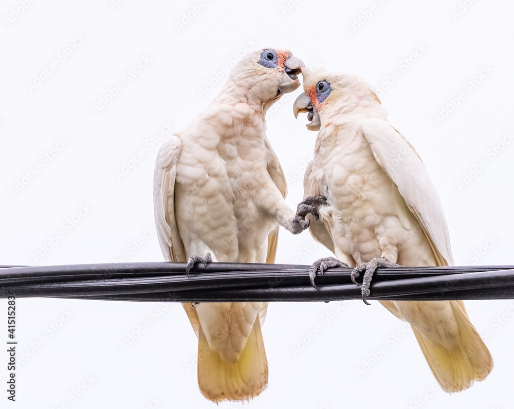 Two little corella's (Cacatua sanguinea), also known as the bare-eyed ...