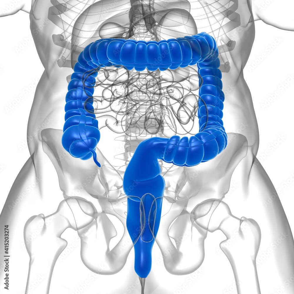 Large Intestine 3D Illustration Human Digestive System Anatomy Stock ...