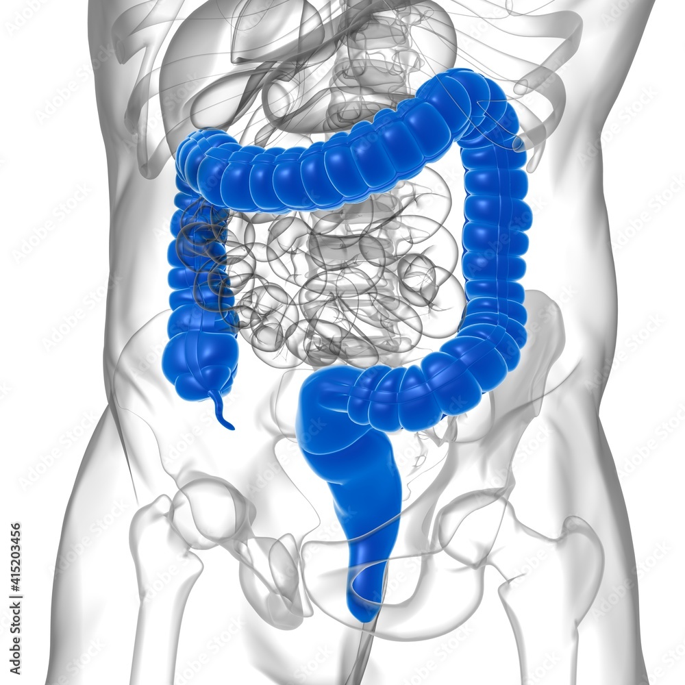 Large Intestine 3D Illustration Human Digestive System Anatomy Stock ...