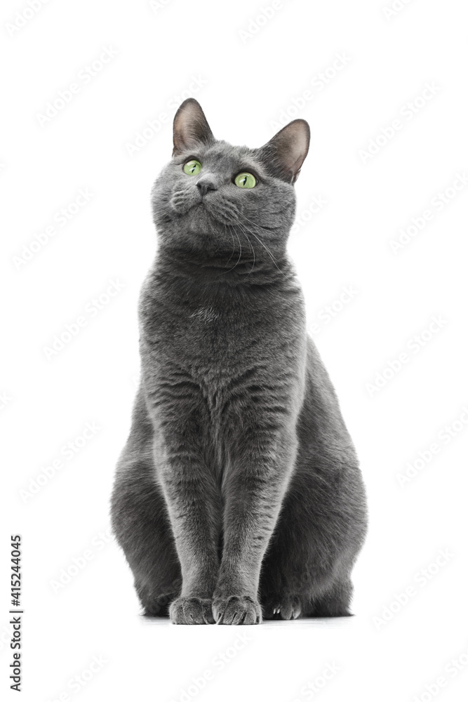 A beautiful happy gray cat sits and looks to the side. The background ...