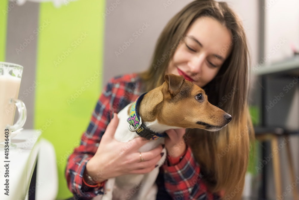 Jack Russell Terrier with the hostess in the cafe, the hostess is out ...