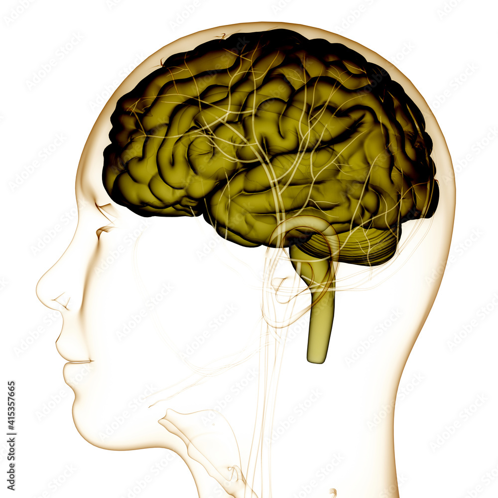 Central Organ of Human Nervous System Brain Anatomy Stock Illustration ...