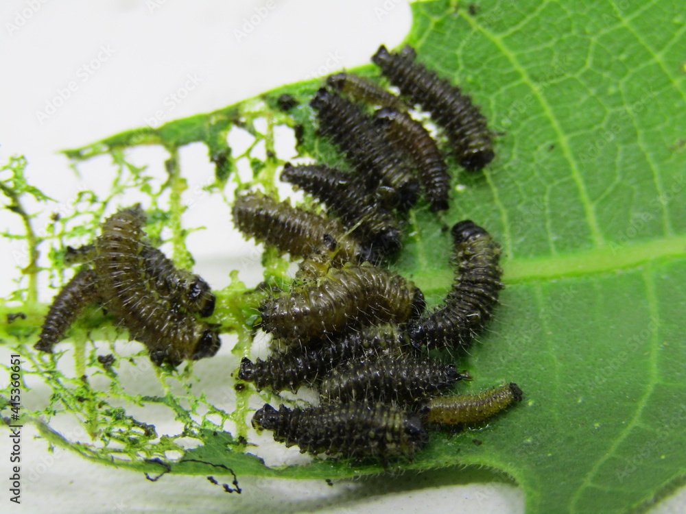 Caterpillars feeding on green leaves, isolated on white background. The ...