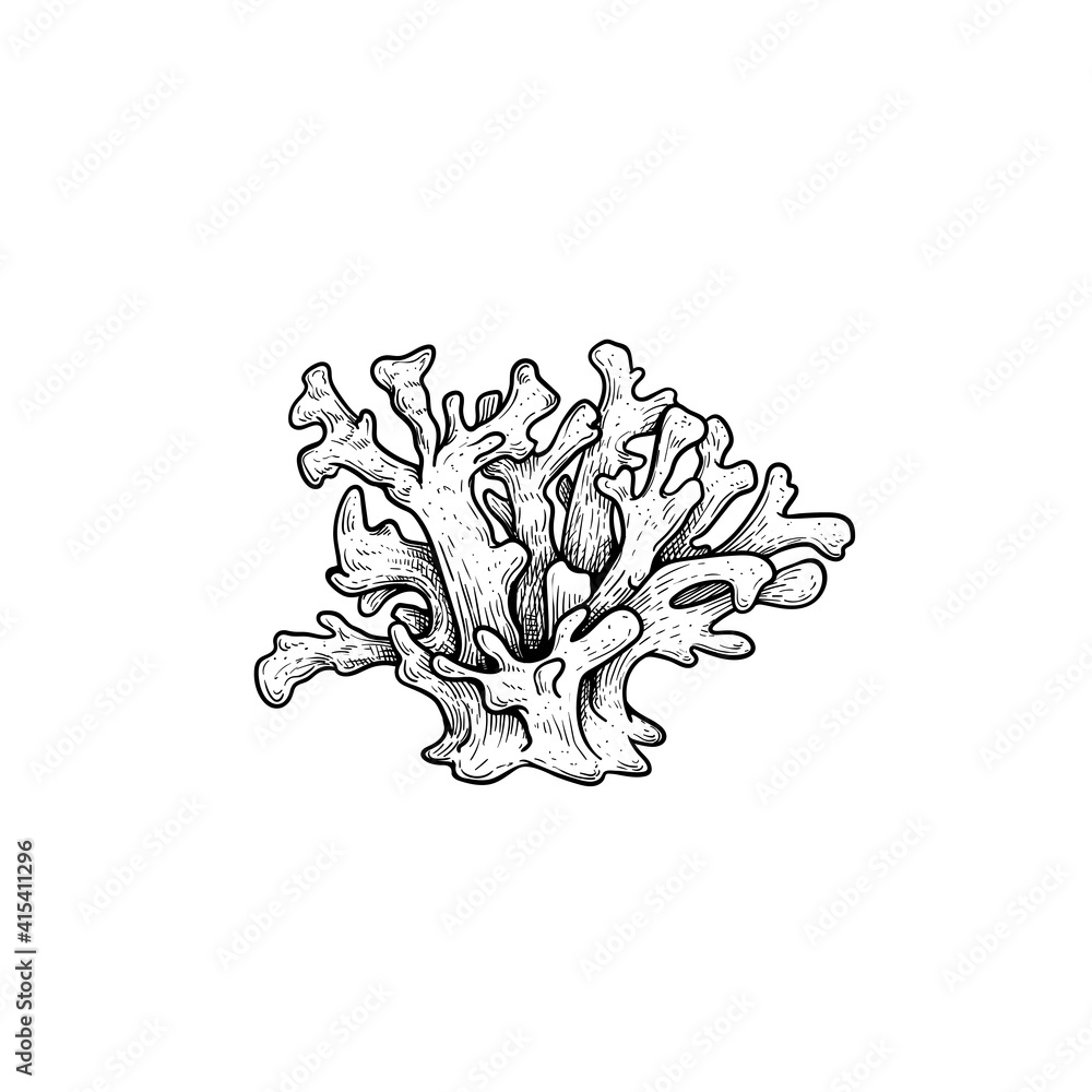 Hand drawn corals. Branching fire coral. Underwater reef element ...