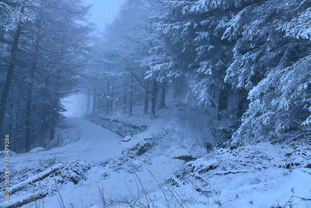 Beautiful winter snowy woods Ticknock Forest National Park, Co. Dublin ...