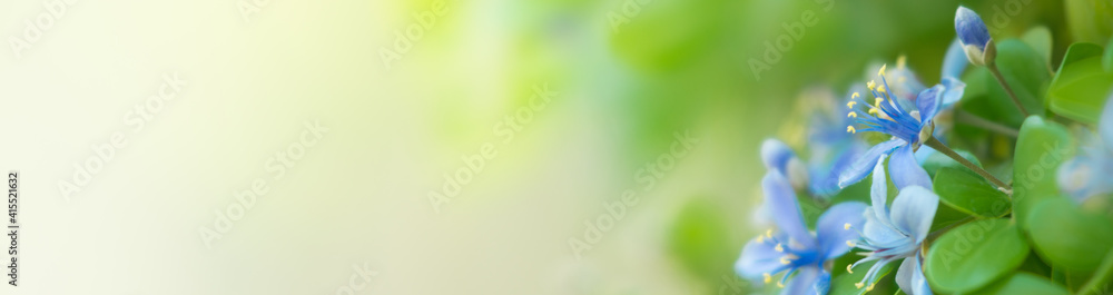 Nature of flower in garden using as cover page background natural flora ...