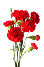 Single Red Carnation Free Stock Photo - Public Domain Pictures