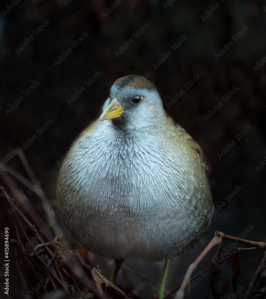Sora Rail in Winter Stock Photo | Adobe Stock