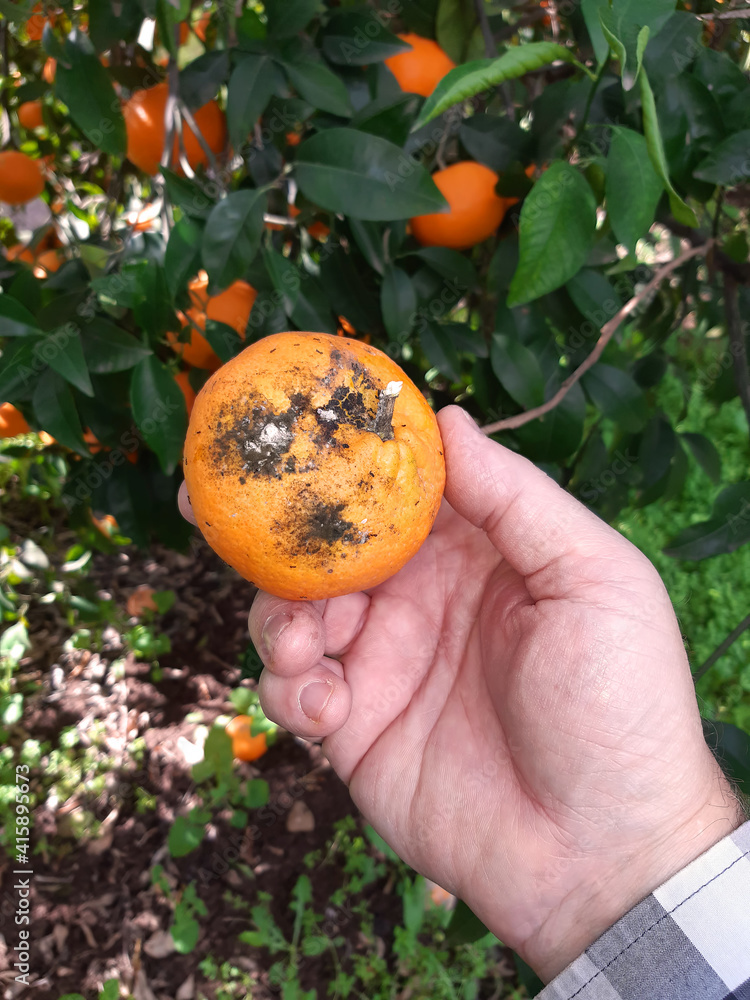 Photo Stock Supervisor tests the insect pests of the citrus trees on ...