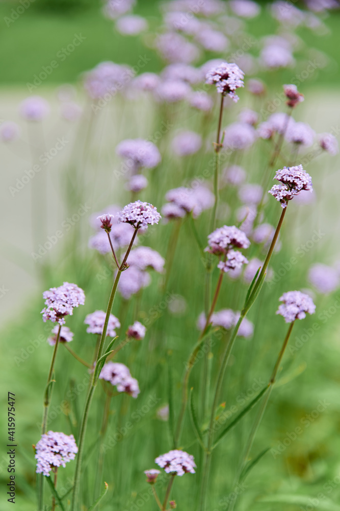 Verbena bonariensis flowers Argentinian Vervain or Purpletop Vervain ...