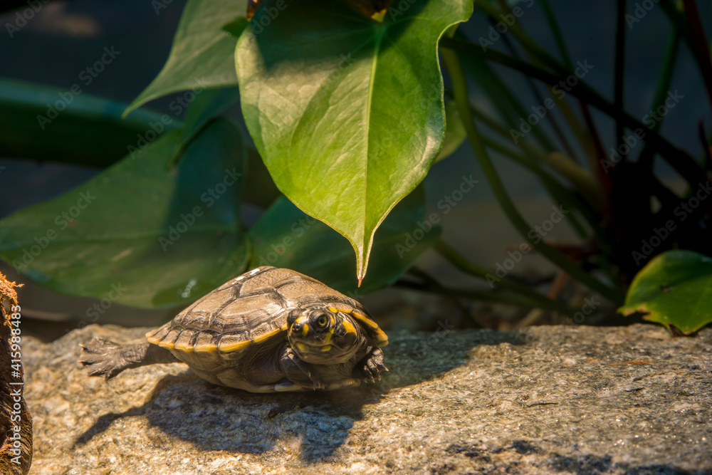 A baby yellow-spotted Amazon river turtle(Podocnemis unifilis). One of ...