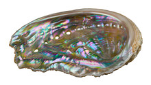 Pink Abalone Shells Free Stock Photo - Public Domain Pictures