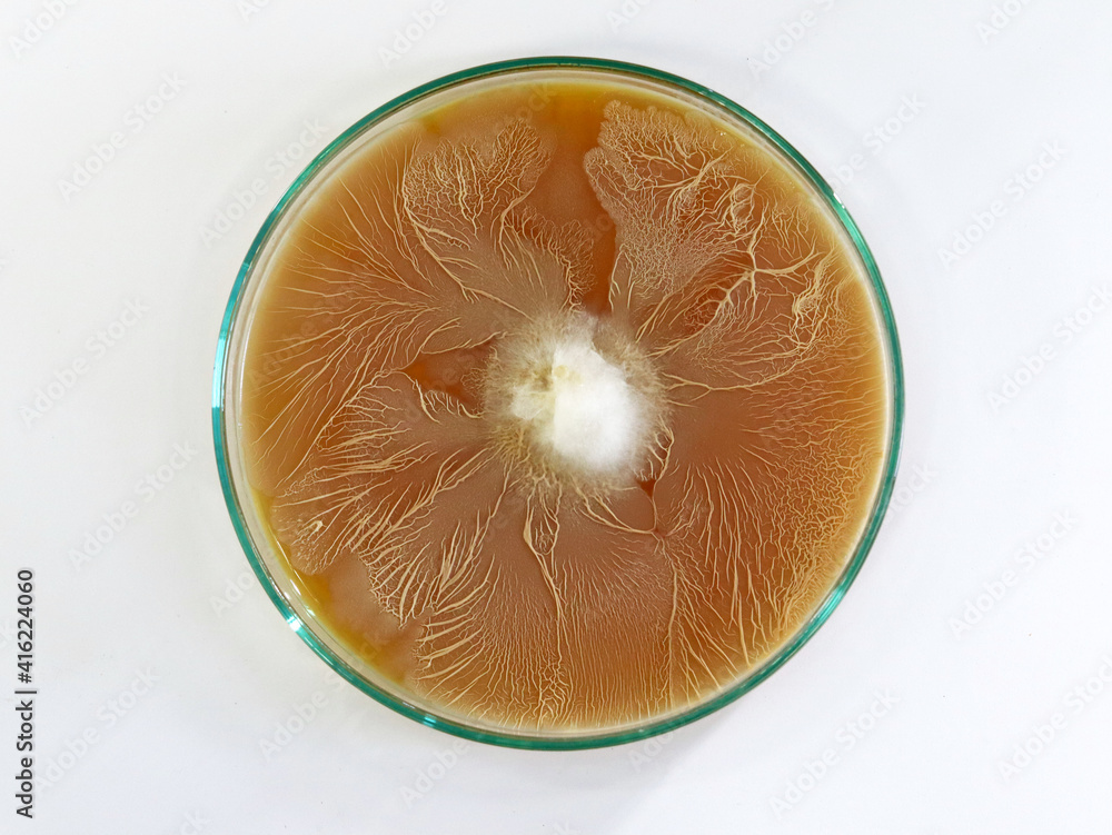 Photo Stock Colonies of yeast, mould and fungal testing fungi (genus ...