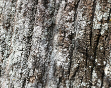 Marula Tree Bark With Grey Color Free Stock Photo - Public Domain Pictures