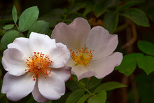Red Dog Rose, Rose Macro Photograph Free Stock Photo - Public Domain ...