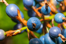 Blue Marble Tree Fruit Free Stock Photo - Public Domain Pictures