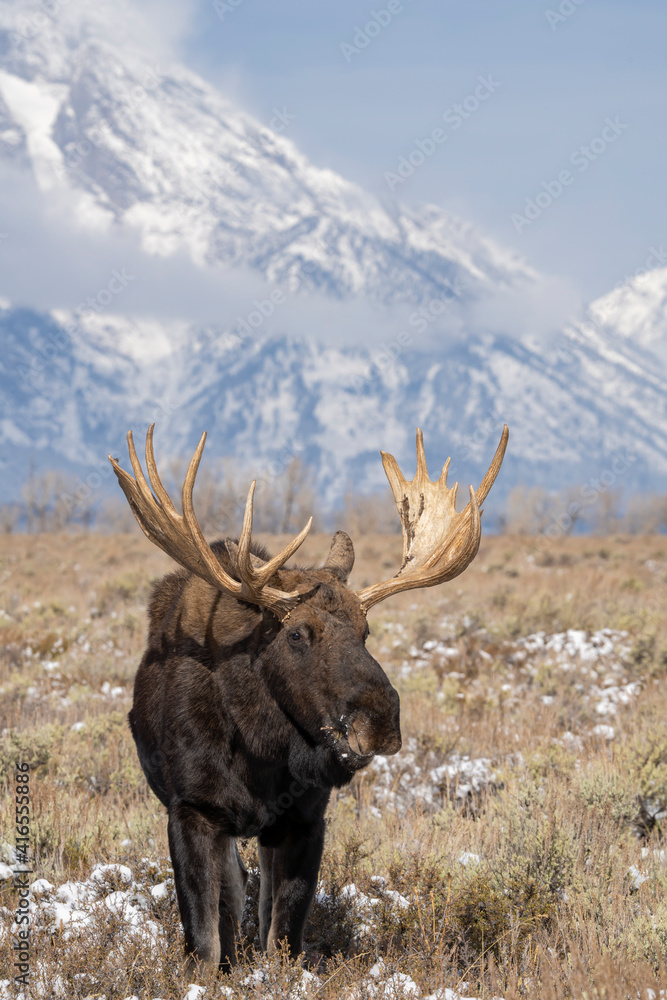 Vertical of bull moose (Alces alces) in front of Teton Range, Grand ...