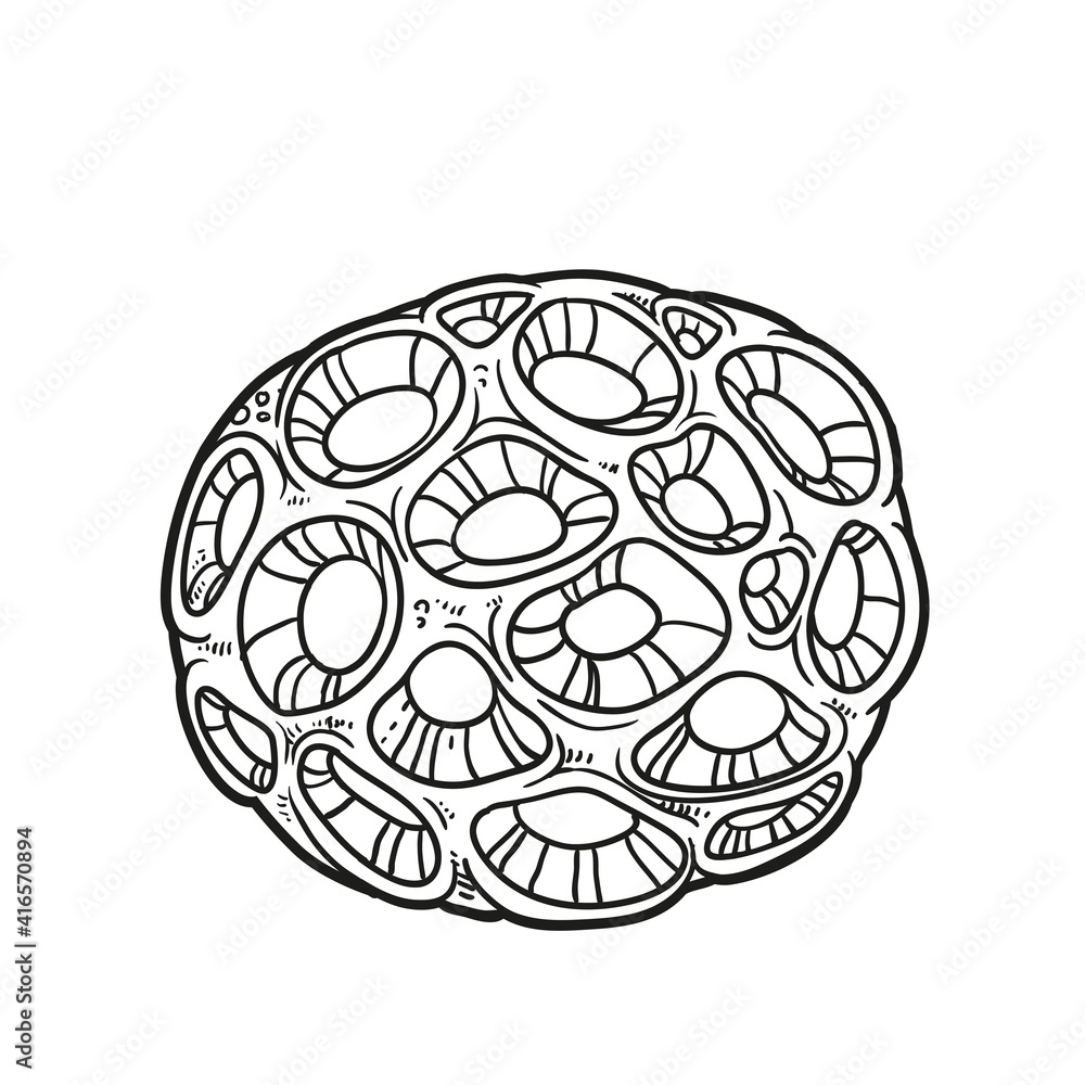 Round sponge 1 coloring book linear drawing isolated on white ...