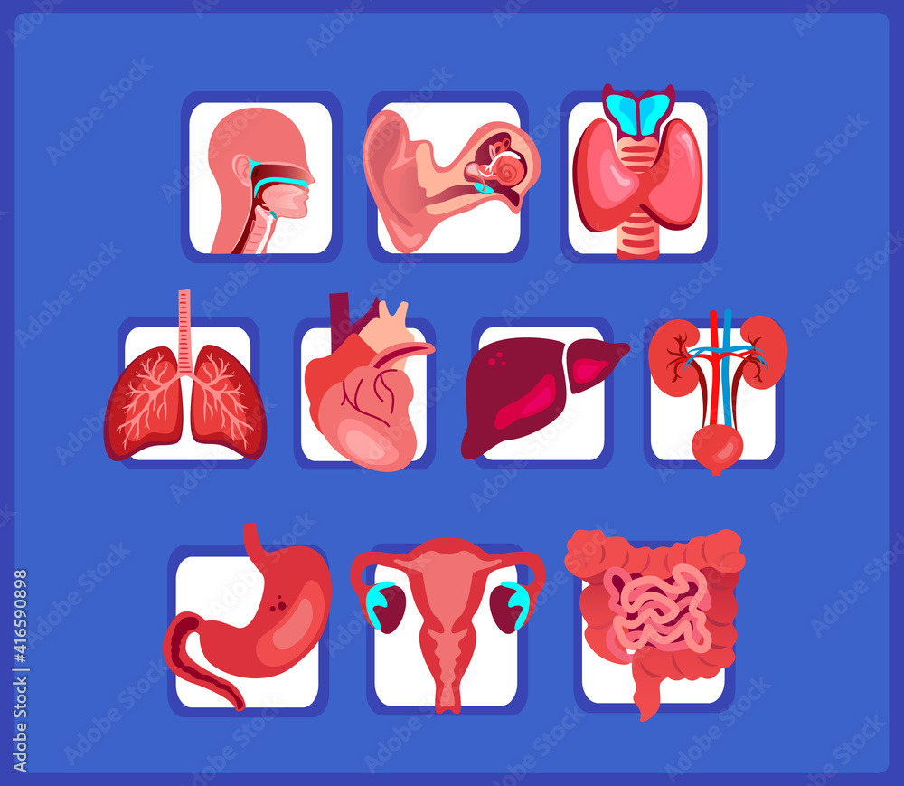 Bright Human Healthy Organs Set.Vector Illustration Icon Design ...