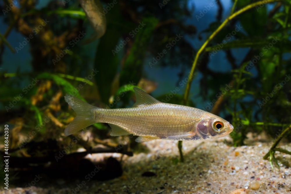juvenile common roach, healthy cautious freshwater fish with orange ...