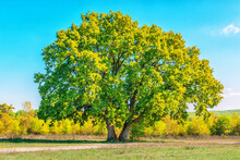 Wide Spreading Oak Tree In Field Free Stock Photo - Public Domain Pictures