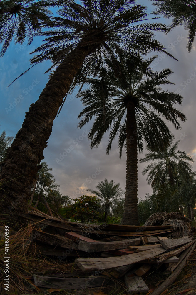 Date palm , tree of the palm family cultivated for its sweet edible ...