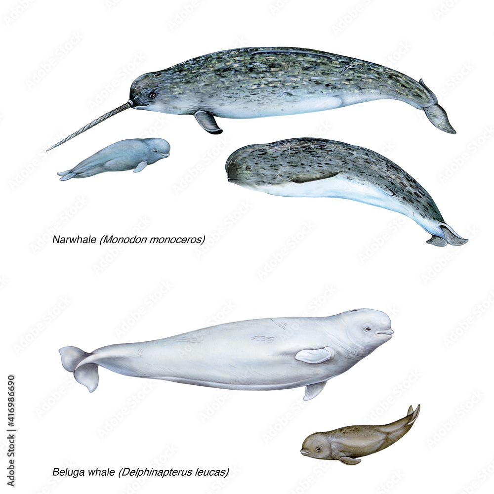 realistic illustration of narwhale (Monodon monoceros) male, female and ...
