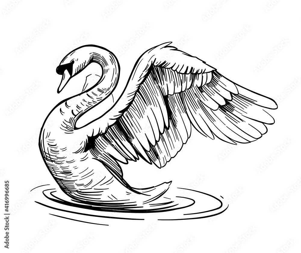 A sketch of a swan. Hand drawn illustration convert to vector. black ...