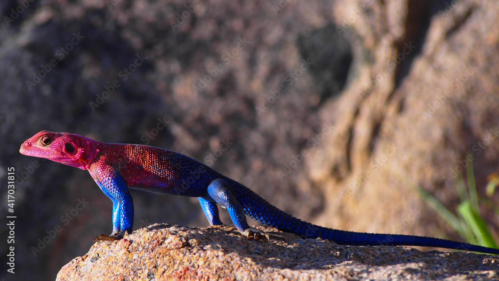 Side profile of the colorful Mwanza flat-headed agama on a rock. The ...