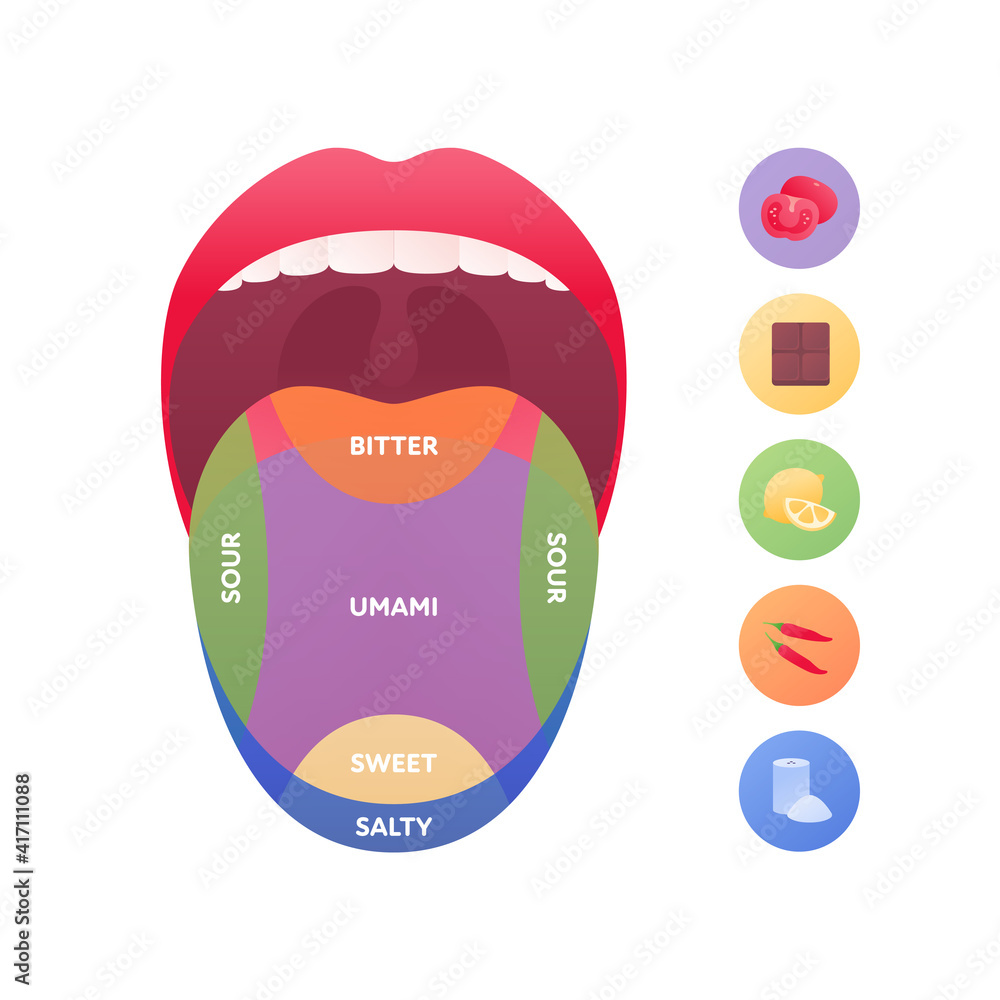 Taste scheme concept. Vector flat modern color illustration. Tongue ...
