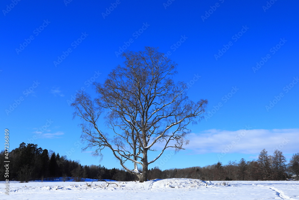 Swedish nature during the winter with plenty of snow in the forest ...