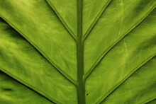 Bright Leaf Zoom Free Stock Photo - Public Domain Pictures