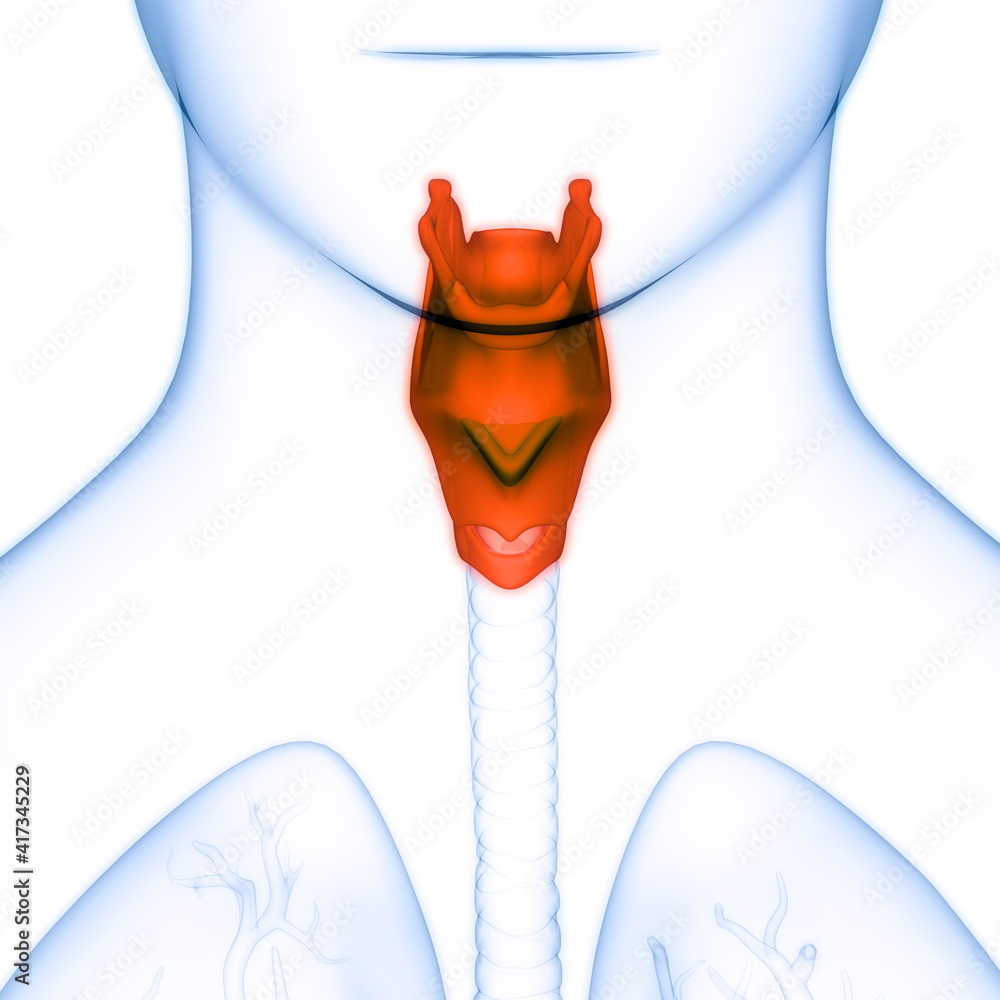 Human Respiratory System Larynx and Pharynx Anatomy Stock Illustration ...