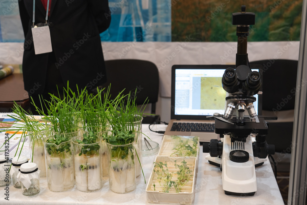 Growing wheat and beans in the laboratory. Smart technologies in ...