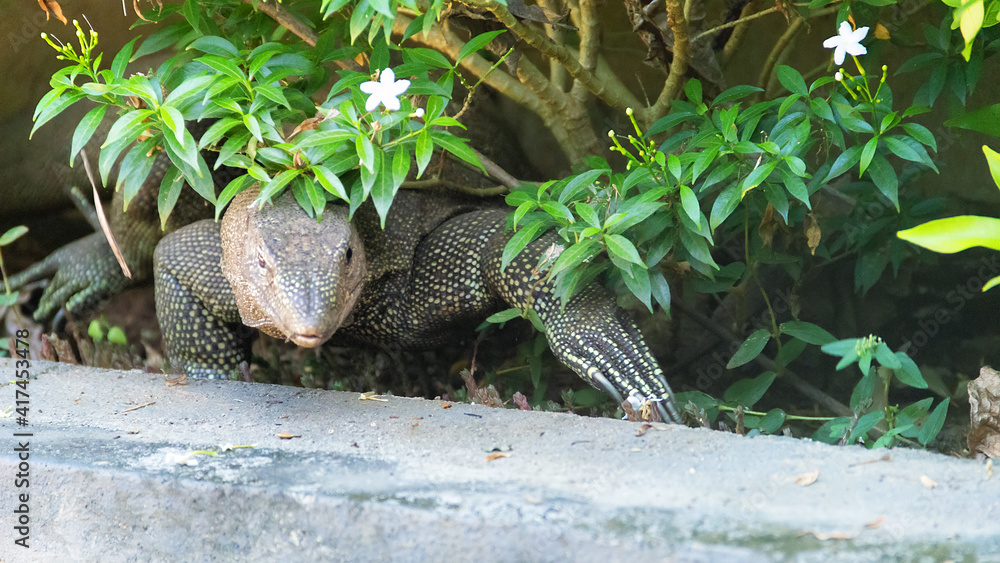 Water monitor lizard on the concrete bank of the canal. This species of ...