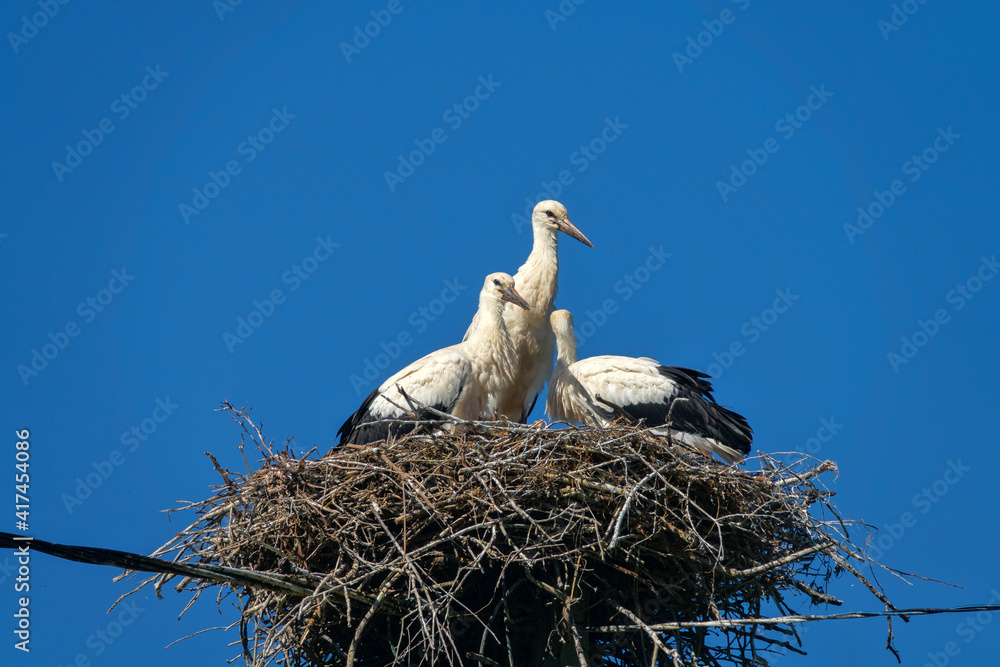 Three white stork chicks in nest. Chicks before departure. One of ...
