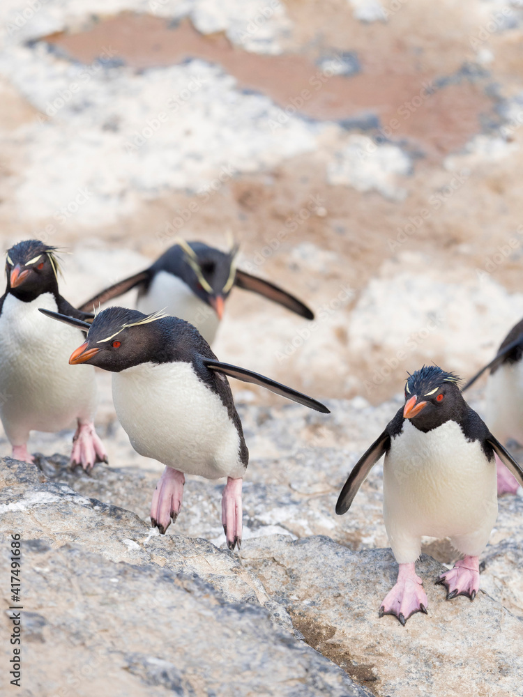 Rockhopper Penguin climbing through a steep and rocky cliff, subspecies ...