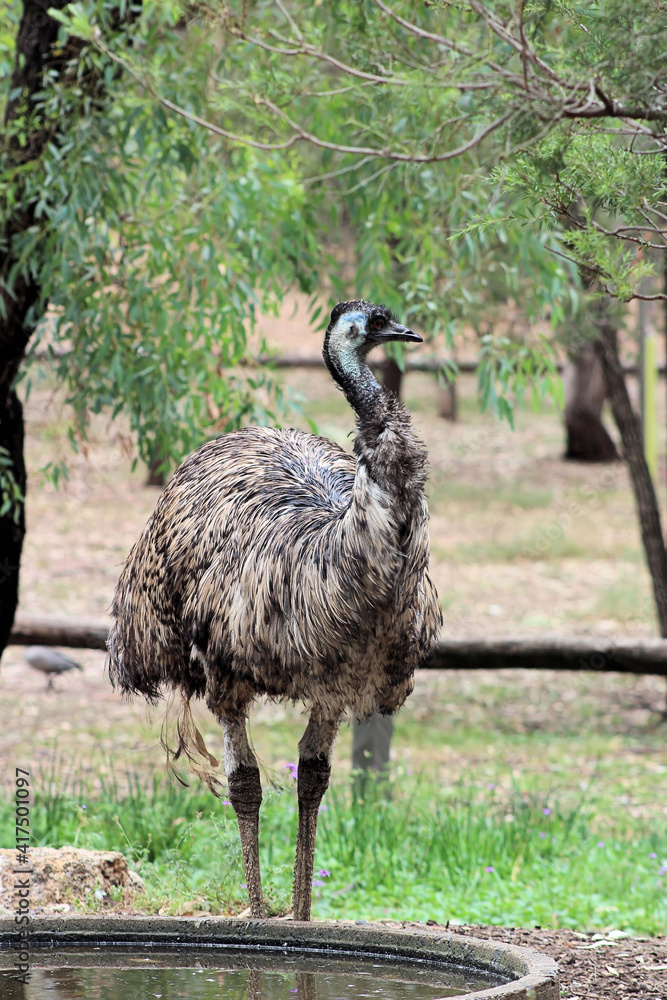 Australian Emu in a Zoo Enclosure Stock Photo | Adobe Stock