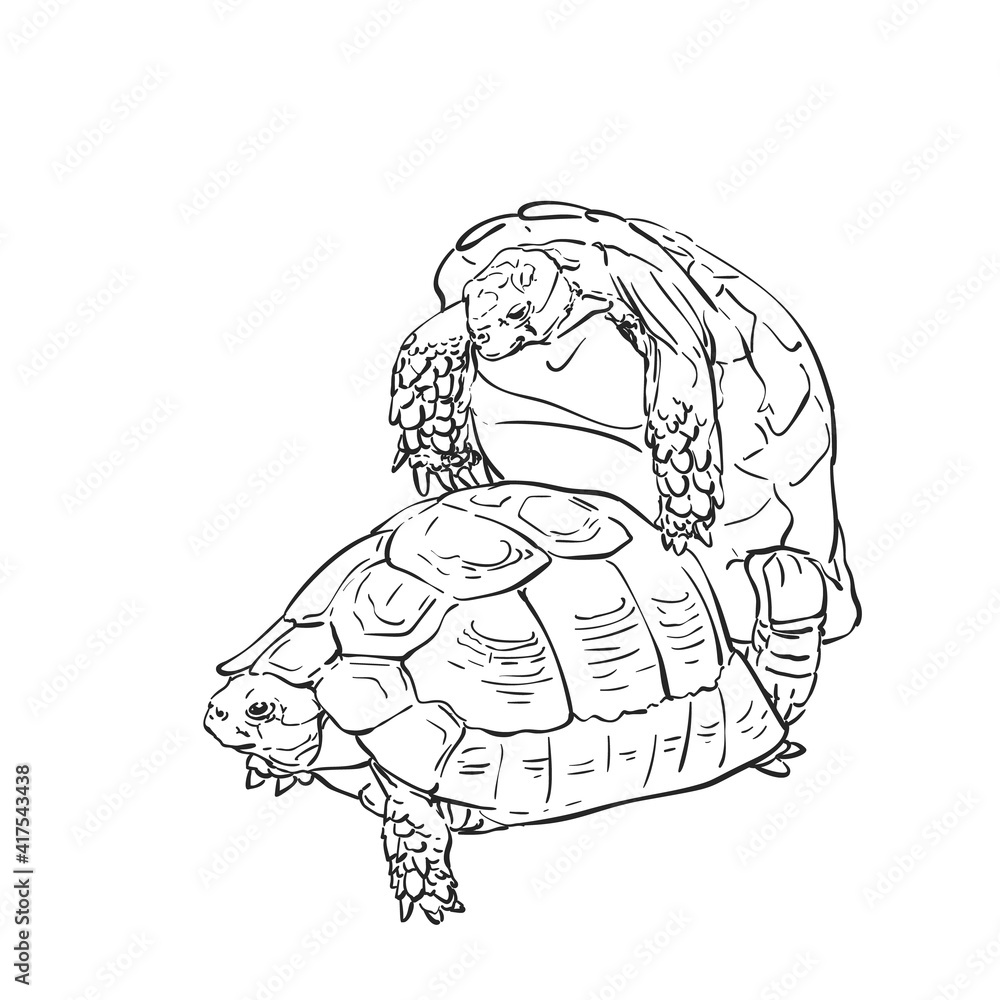Two mating turtles drawing, Hand drawn sketch of breeding turtles black ...