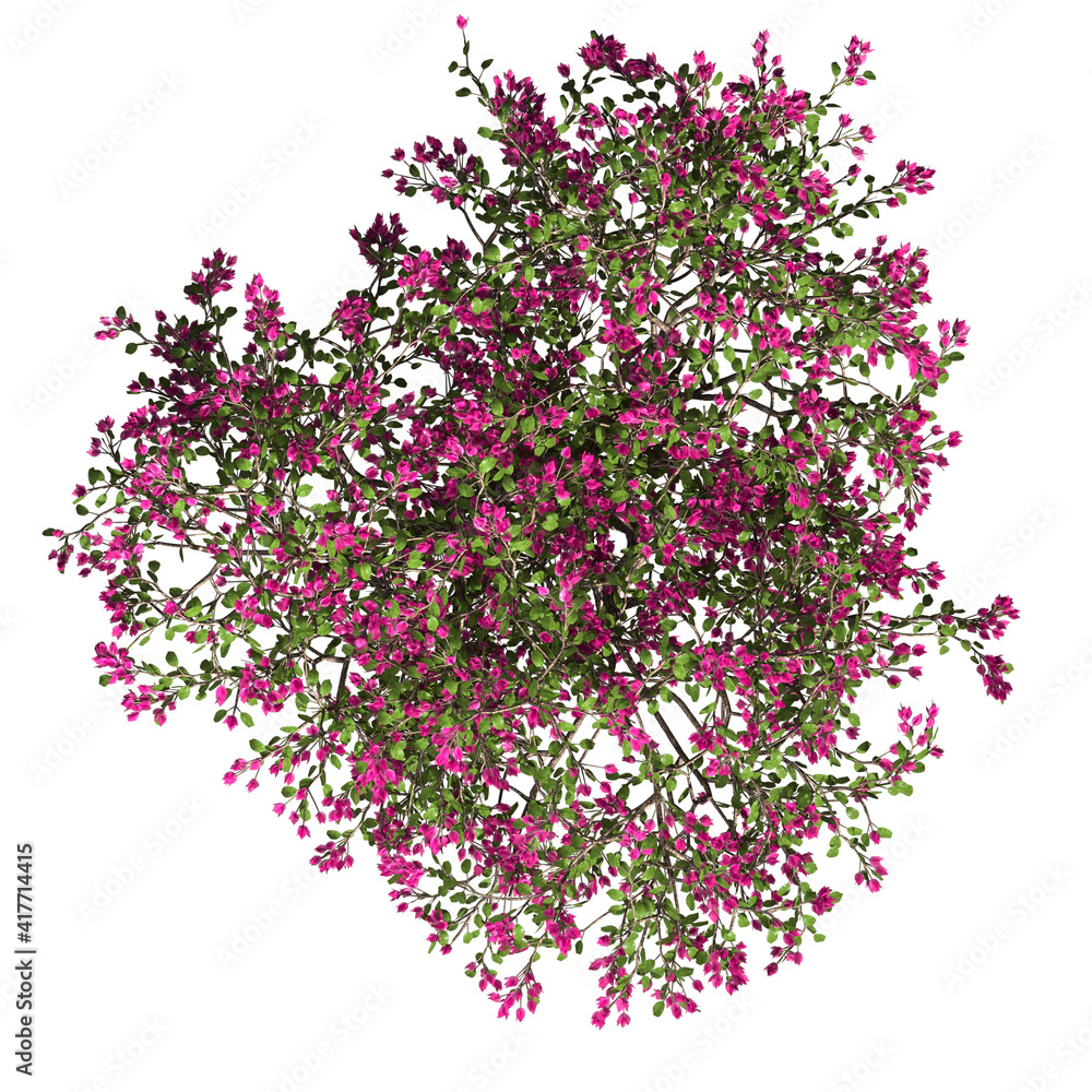 VEGETATION TOP VIEW - TREES AND BUSHES IN PLAN Stock Photo | Adobe Stock