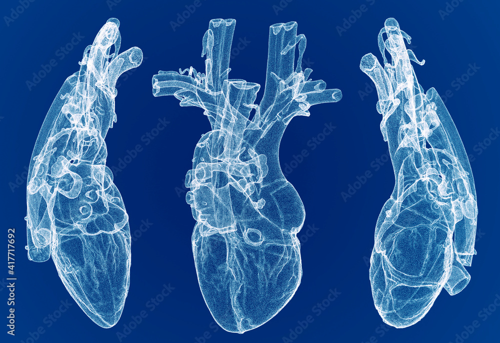 Ilustración de Stock Heart, ventricles, human anatomy, cardiac ...